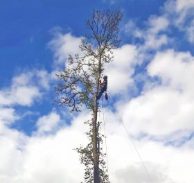 Tree Surgery – White Knight Tree Care & Consultancy